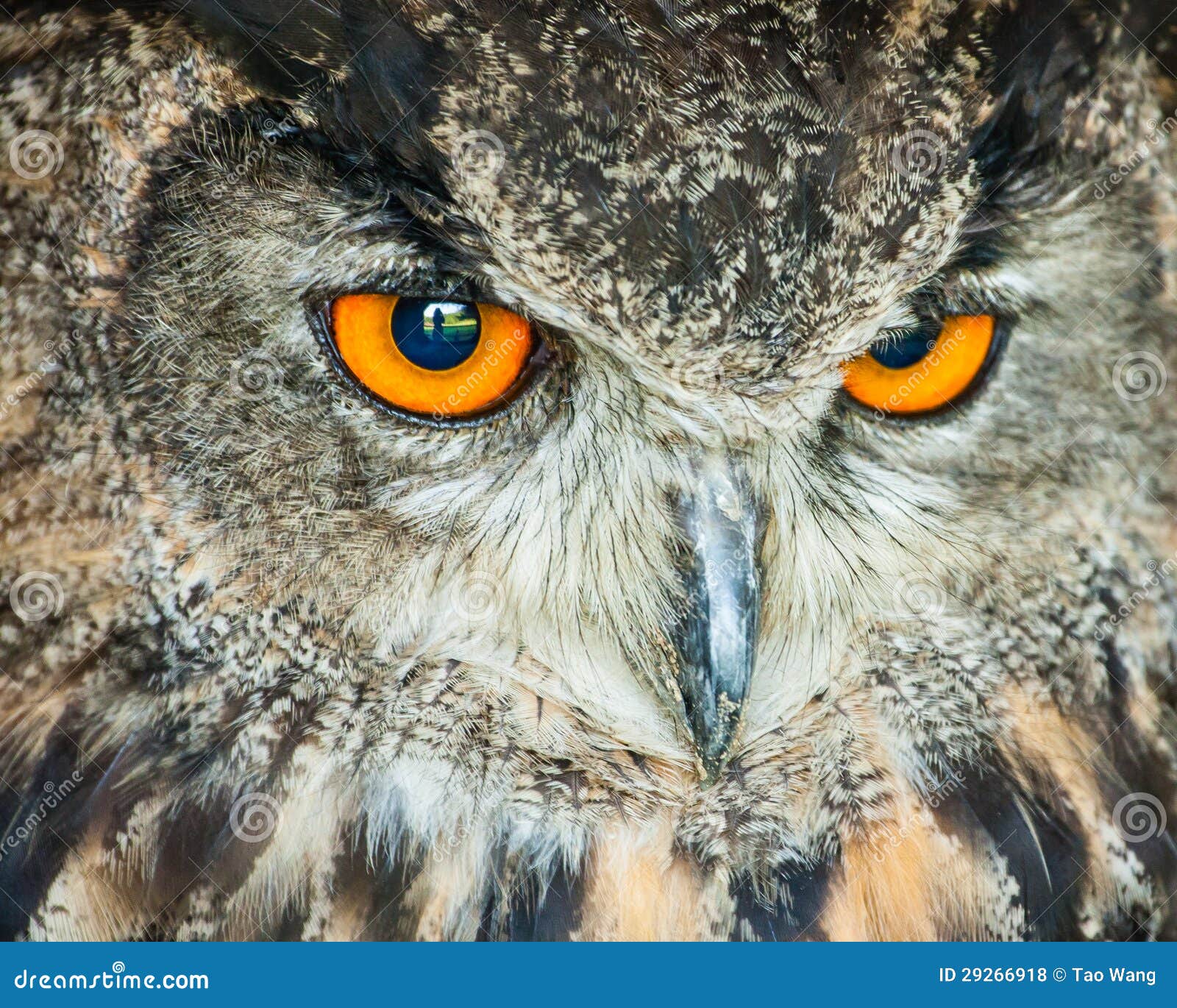 Owl head closeup stock photo. Image of detail, closeup - 29266918