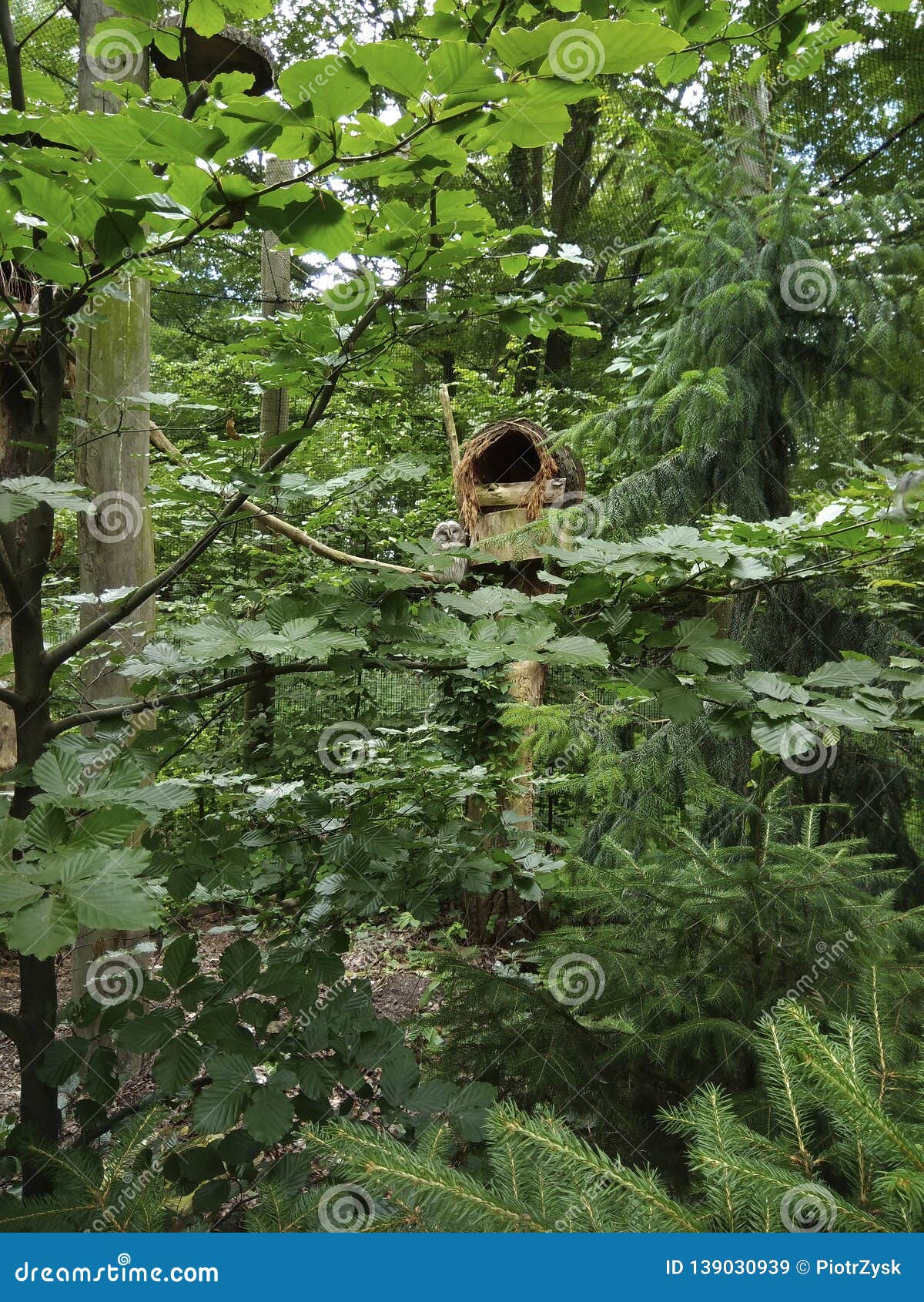 Owl hidden. stock image. Image of densely, bird, greenery - 139030939