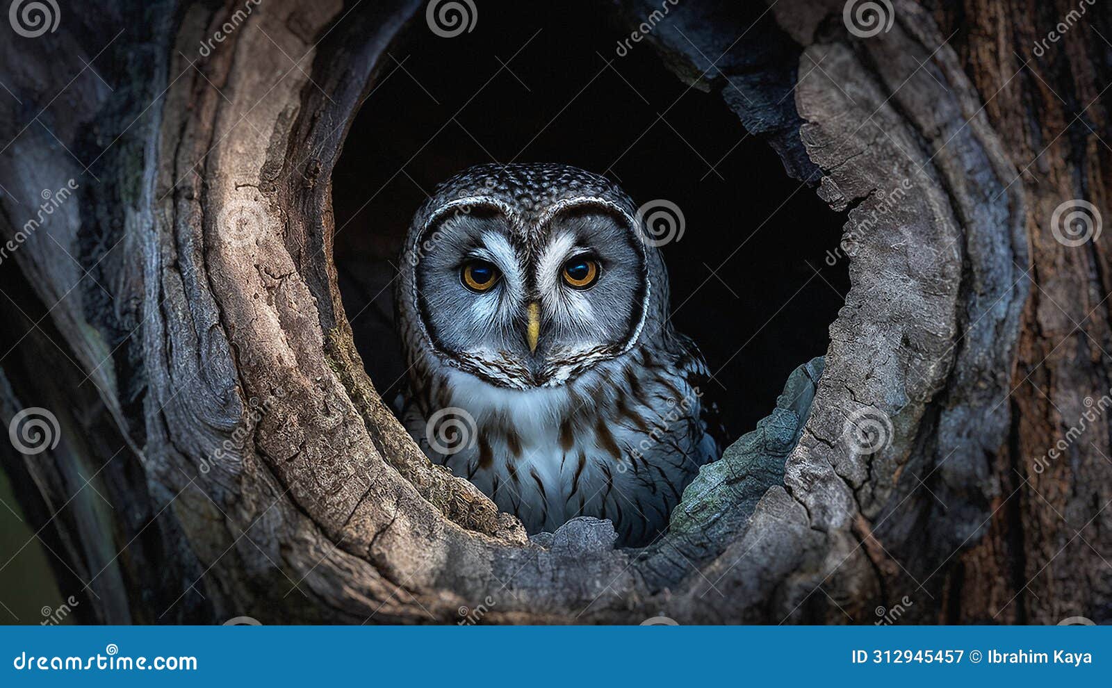 An Owl Hidden Inside the Hollow of an Old Tree is Looking at the Camera ...