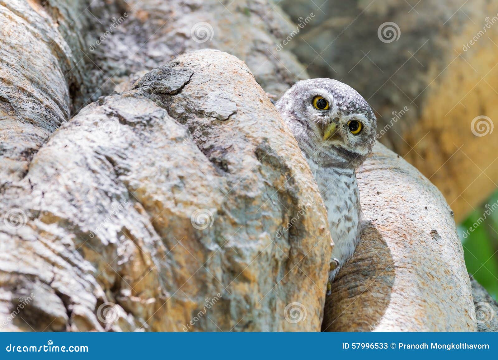 Owl hide in tree hole stock image. Image of attentive - 57996533