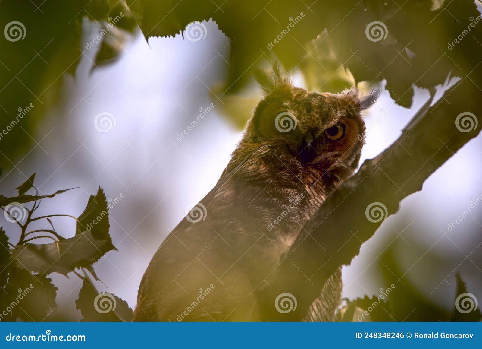Owl Hiding High in the Tree among the Leaves Stock Photo - Image of ...