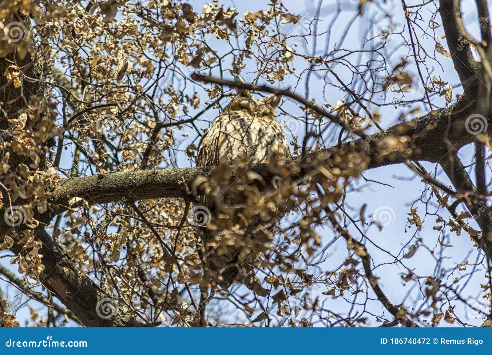 Owl hiding in a tree stock photo. Image of tree, wise - 106740472