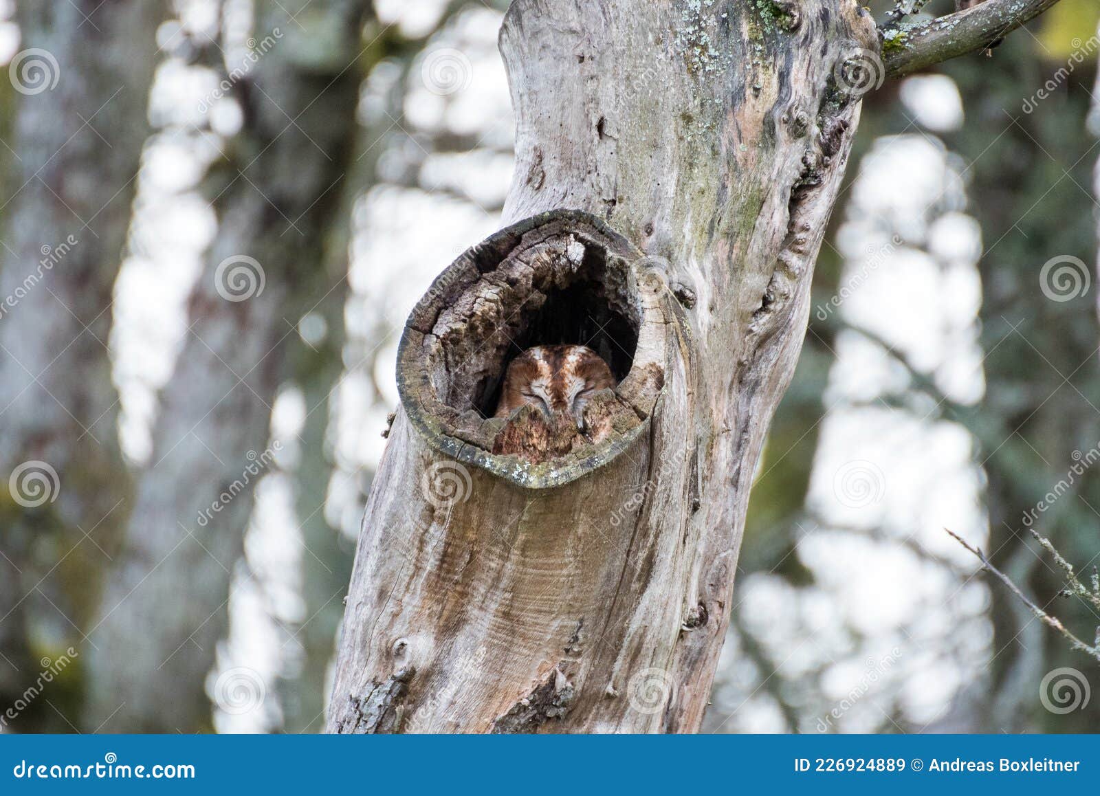 Owl in hole of old tree stock image. Image of hunter - 226924889