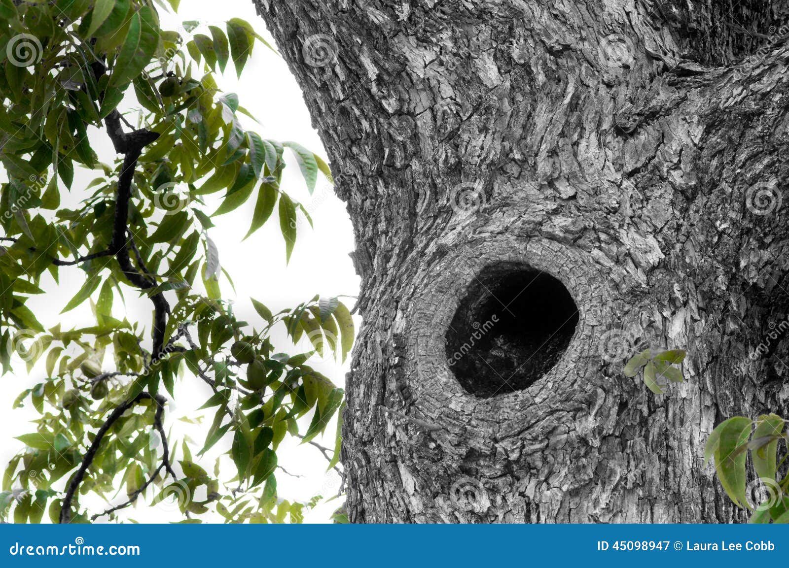 Owl Hole stock image. Image of green, hole, watching - 45098947