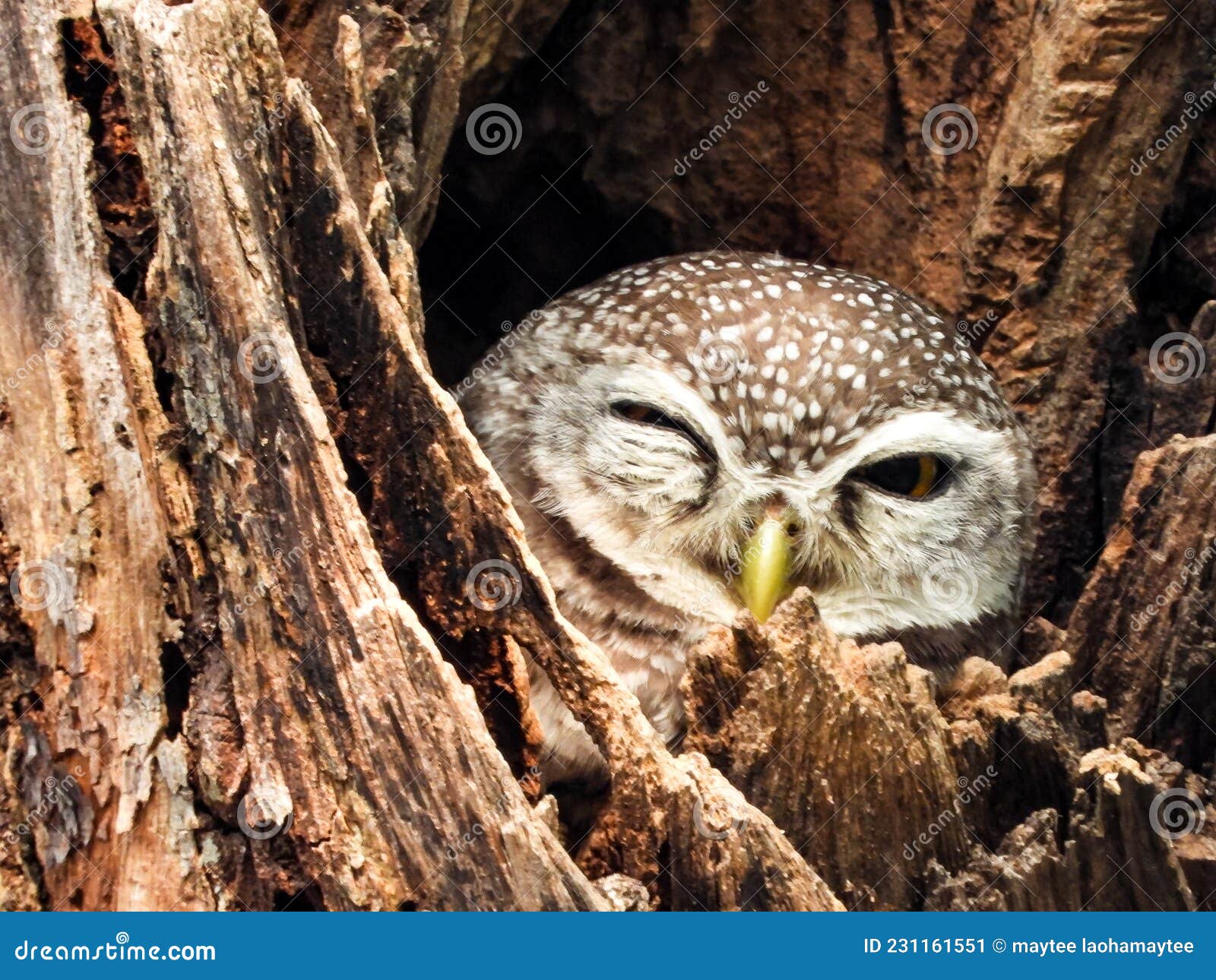 Owl is in Hole of the Tree. Stock Image - Image of hole, bird: 231161551