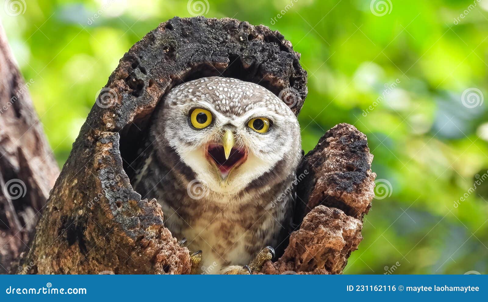 Owl is in Hole of the Tree. Stock Photo - Image of hole, nature: 231162116