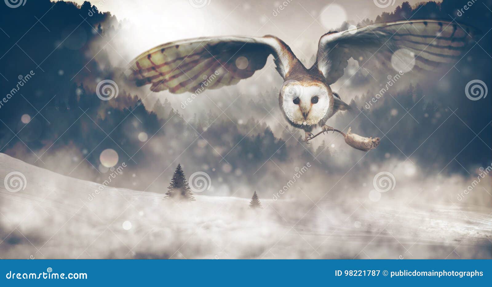 Owl Hunt Mouse Picture. Image: 98221787