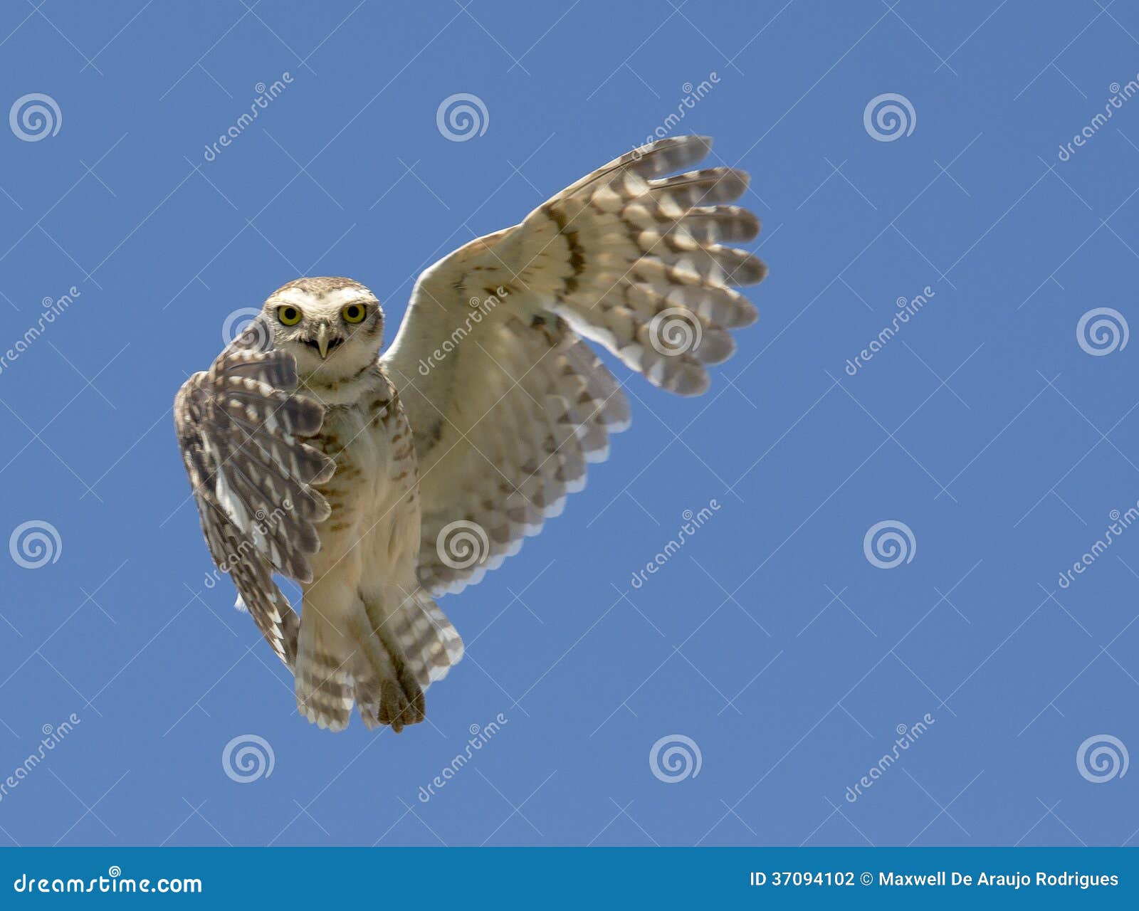 Owl indicating right stock photo. Image of open, bird - 37094102