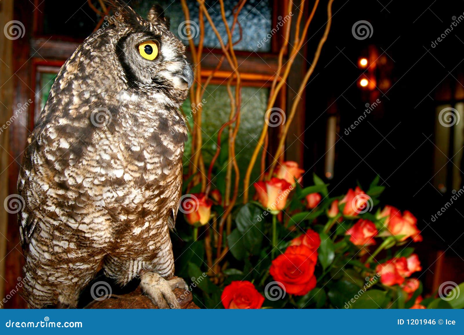 Owl Inside Picture. Image: 1201946