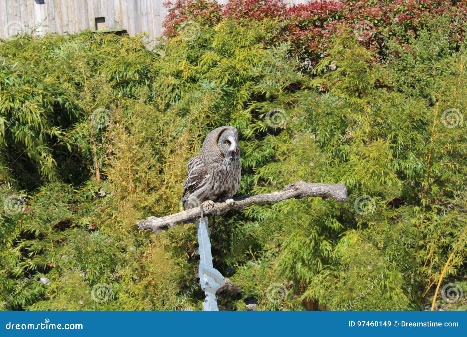 Owl on its perch stock image. Image of beak, bird, predator - 97460149