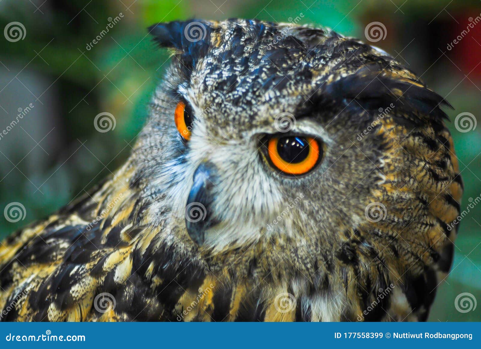 Owl in Japan Taken at an Owl Cafe. Stock Image - Image of japan ...