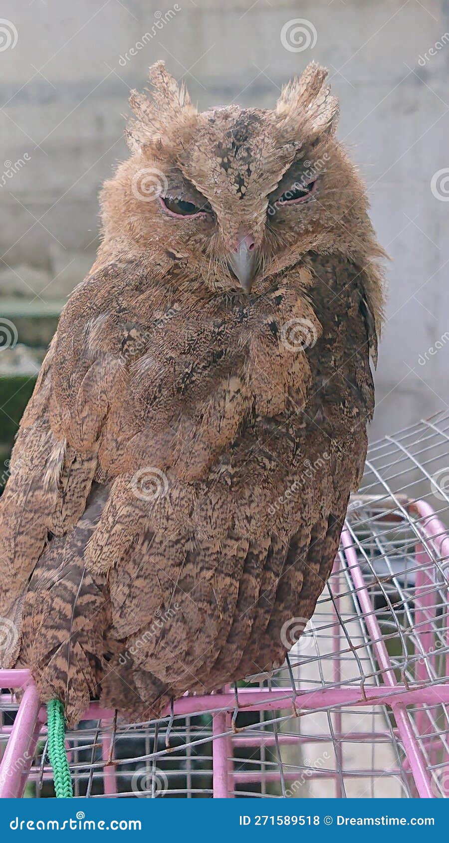 Owl Java, stock photo. Image of java, jawa, burung, hantu - 271589518