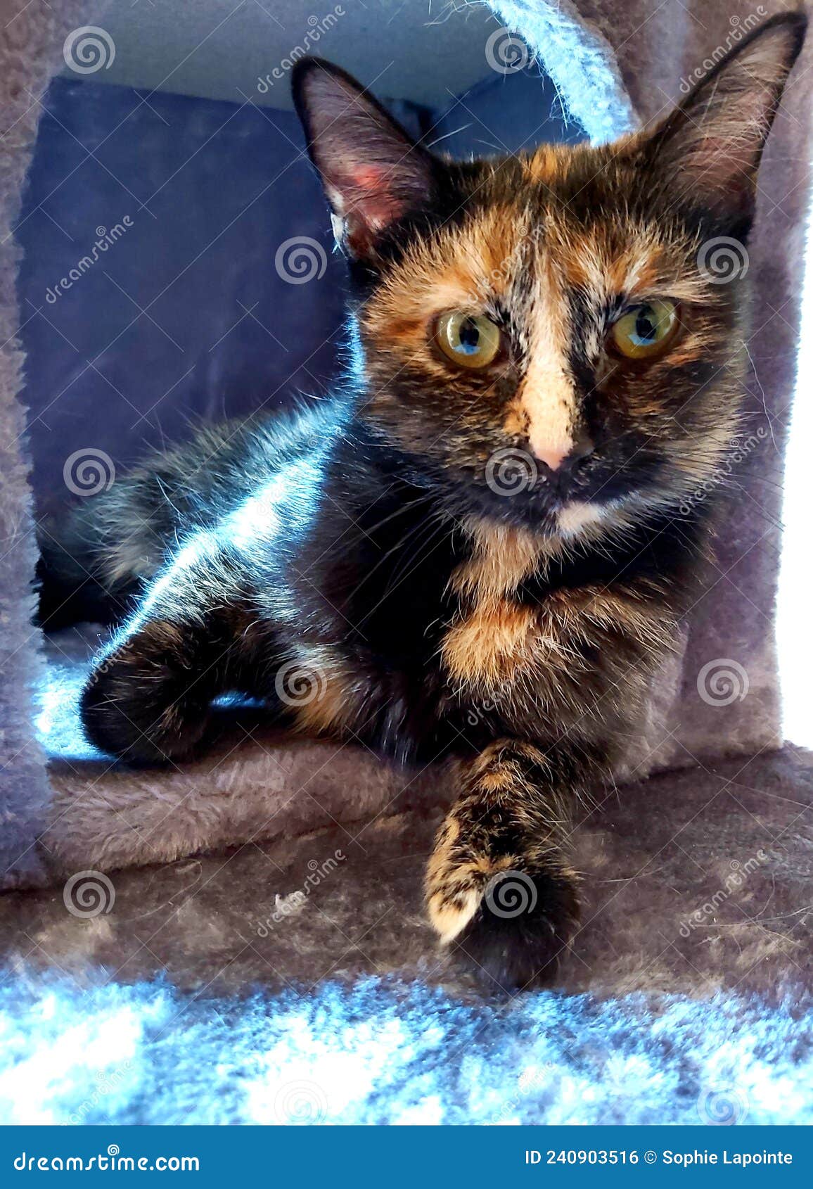 Owl kitty cat stock photo. Image of kitten, whiskers - 240903516