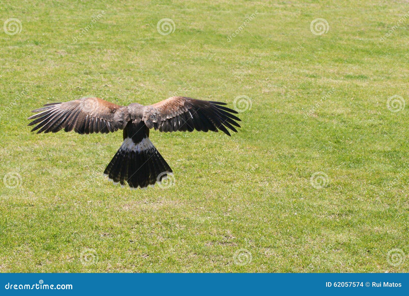 Owl landing stock photo. Image of bird, lawn, closeup - 62057574