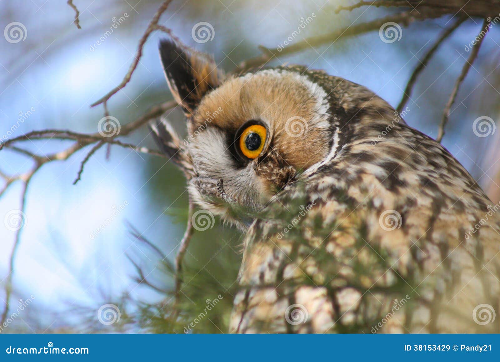 Owl look stock image. Image of orange, portrait, face - 38153429