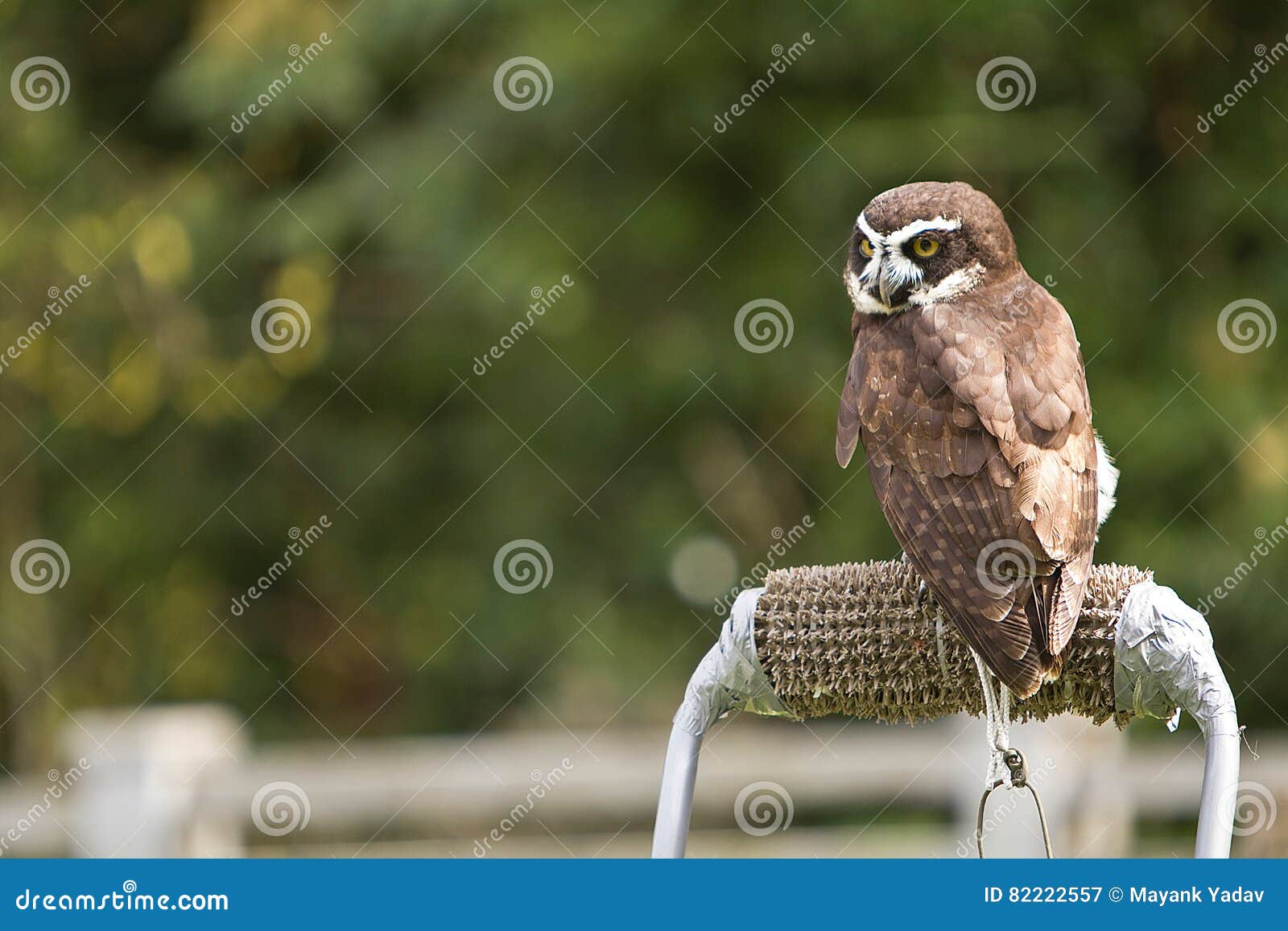 An owl, looking back! stock image. Image of animal, beautiful - 82222557