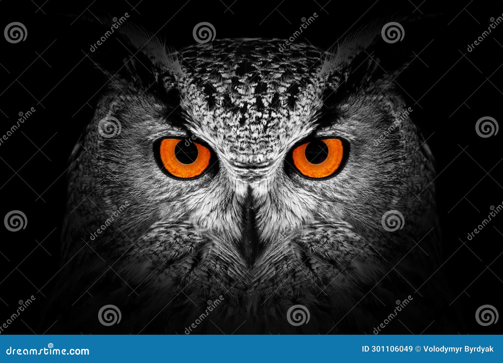 Owl Looking Big Red Eyes Out of the Darkness Close Stock Image - Image ...