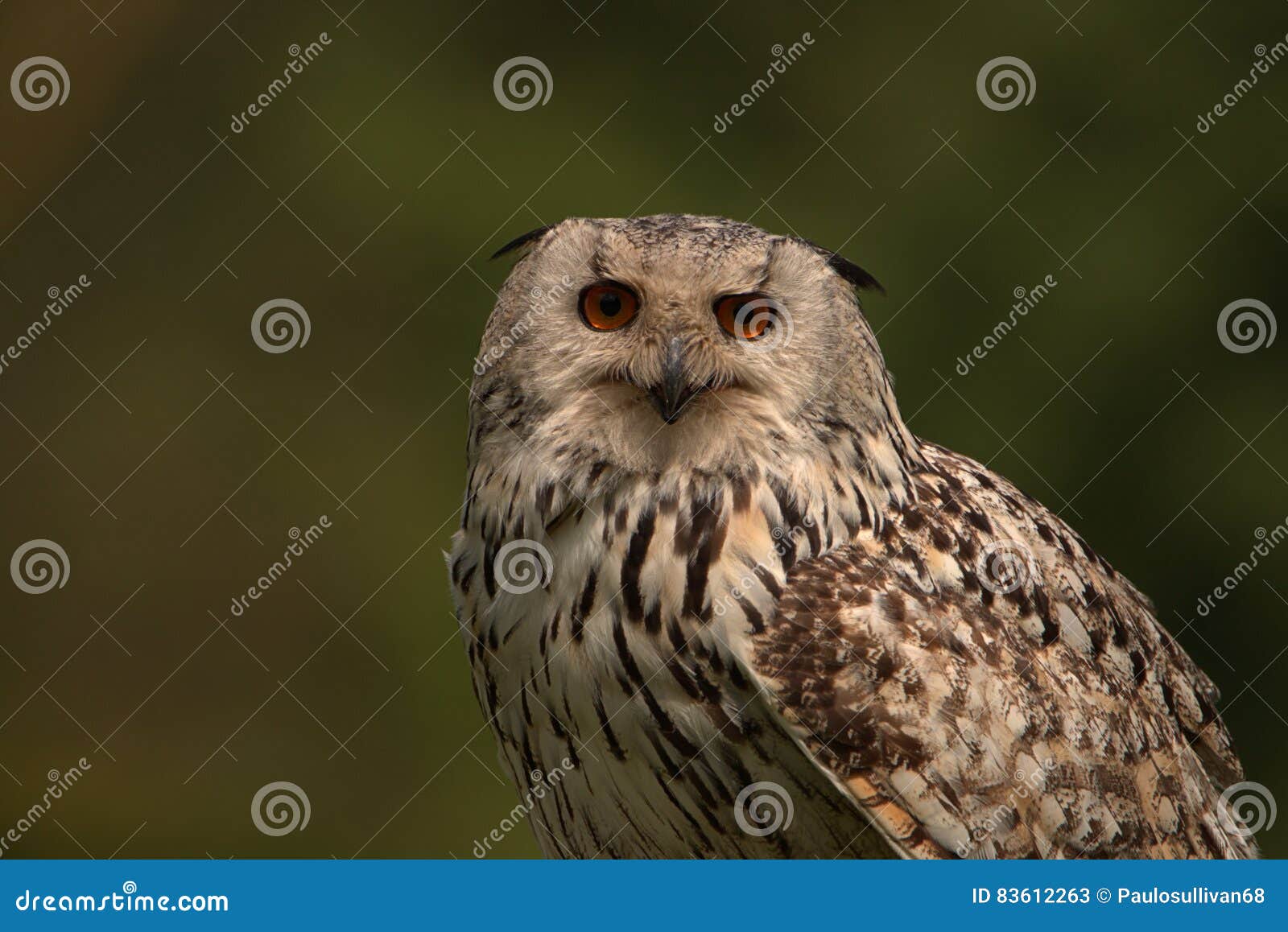 Owl stock image. Image of camera, great, beak, vertebrate - 83612263