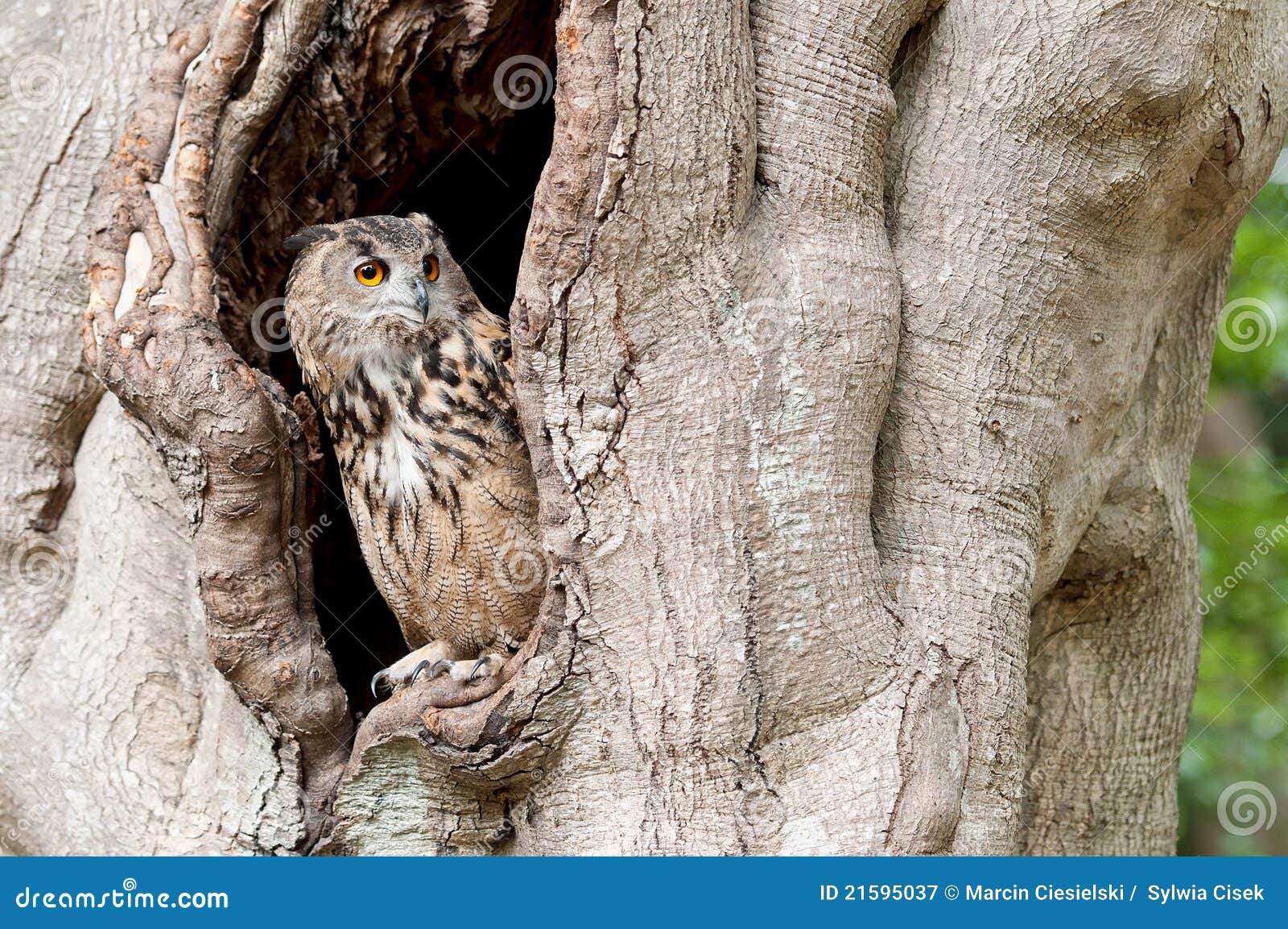 Owl Looking Out from a Tree Hollow Stock Image - Image of plumage ...