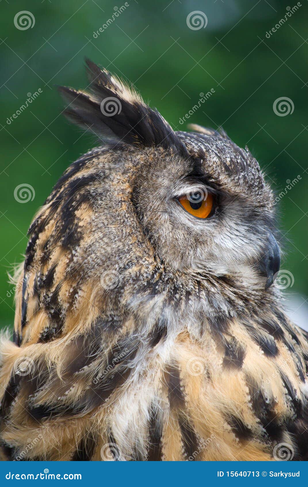 Owl looking sideways stock image. Image of hunter, flight - 15640713