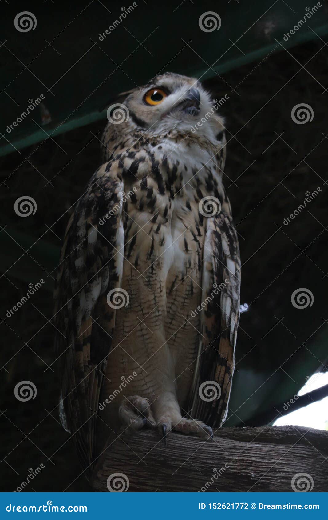 Owl in Low Light stock photo. Image of 200d, branchesn - 152621772