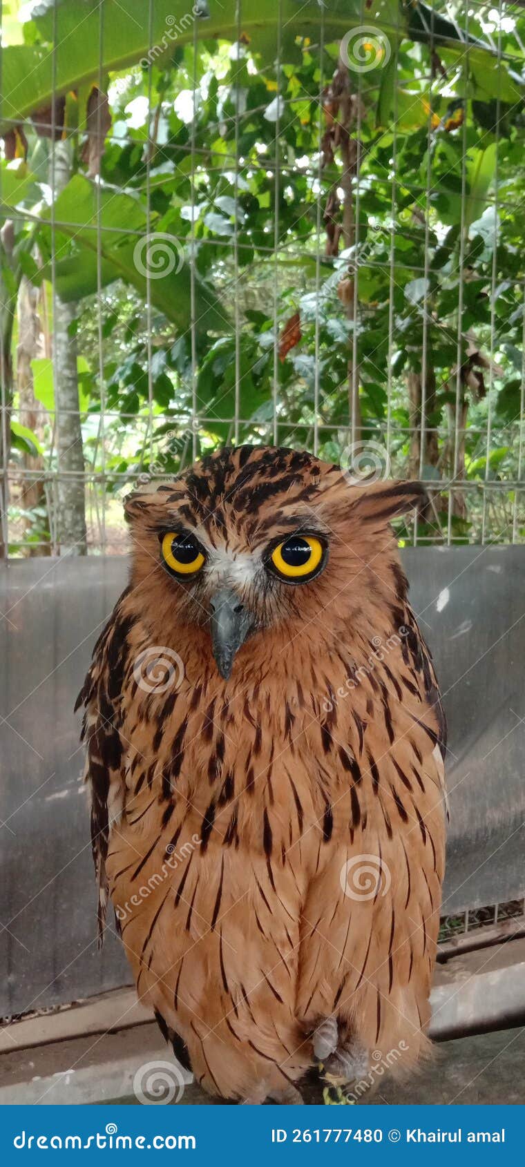 Owl stock photo. Image of bird, sharp, male, beautiful - 261777480