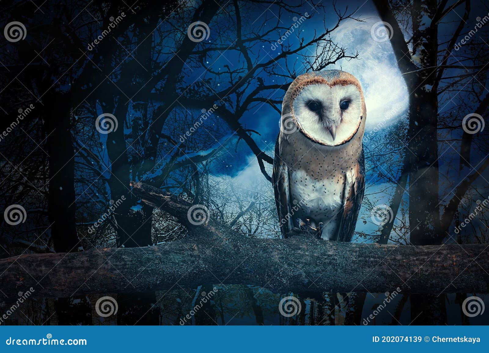 Owl in Misty Forest on Full Moon Night Stock Image - Image of fantasy ...