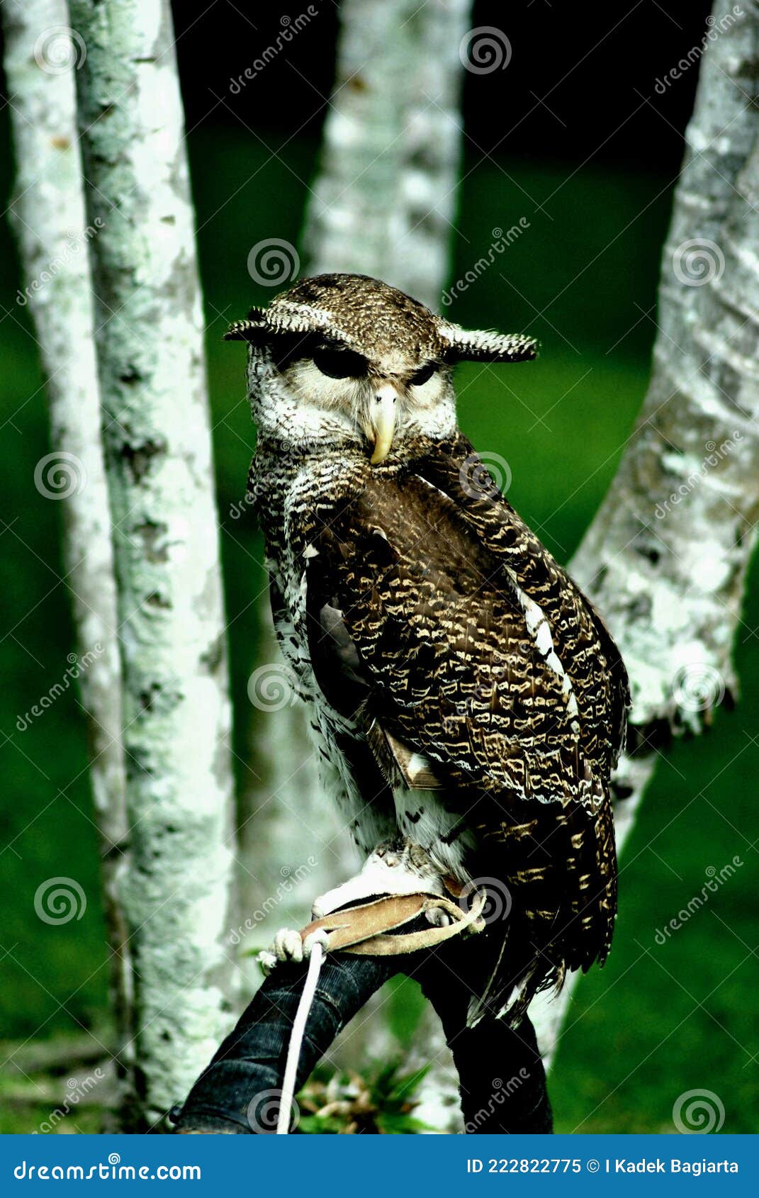 Owl mood on jungle stock image. Image of leaf, eagle - 222822775