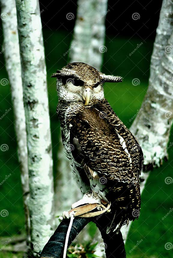Owl mood on jungle stock image. Image of leaf, eagle - 222822775