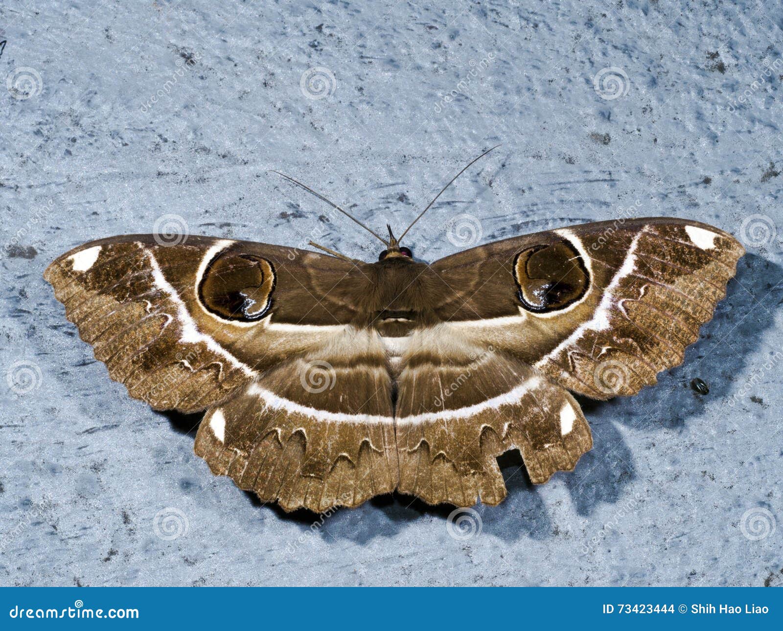 Owl Moth,Erebus ephesperis stock photo. Image of family - 73423444