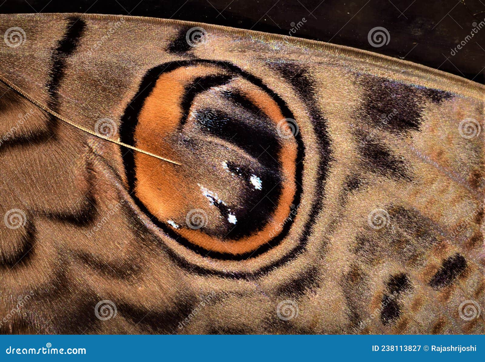 Owl Moth Erebus Macrops Wing Scales Stock Image - Image of spot, moth ...
