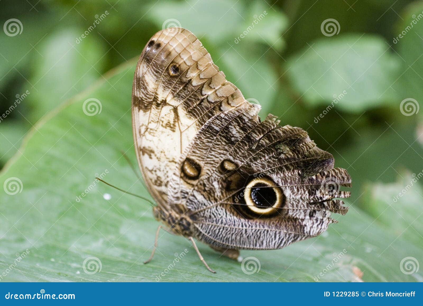 Owl Moth laying egg stock image. Image of butterfly, wing - 1229285
