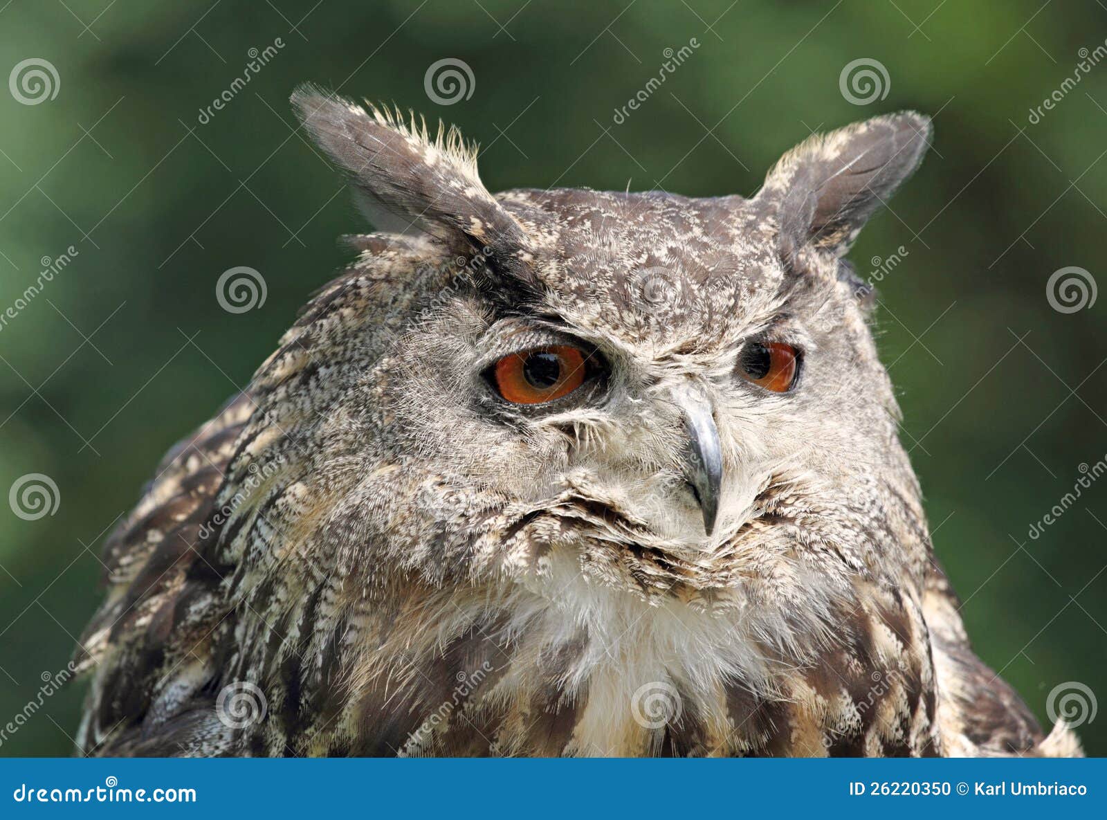 Owl in nature stock photo. Image of nature, purity, summer - 26220350