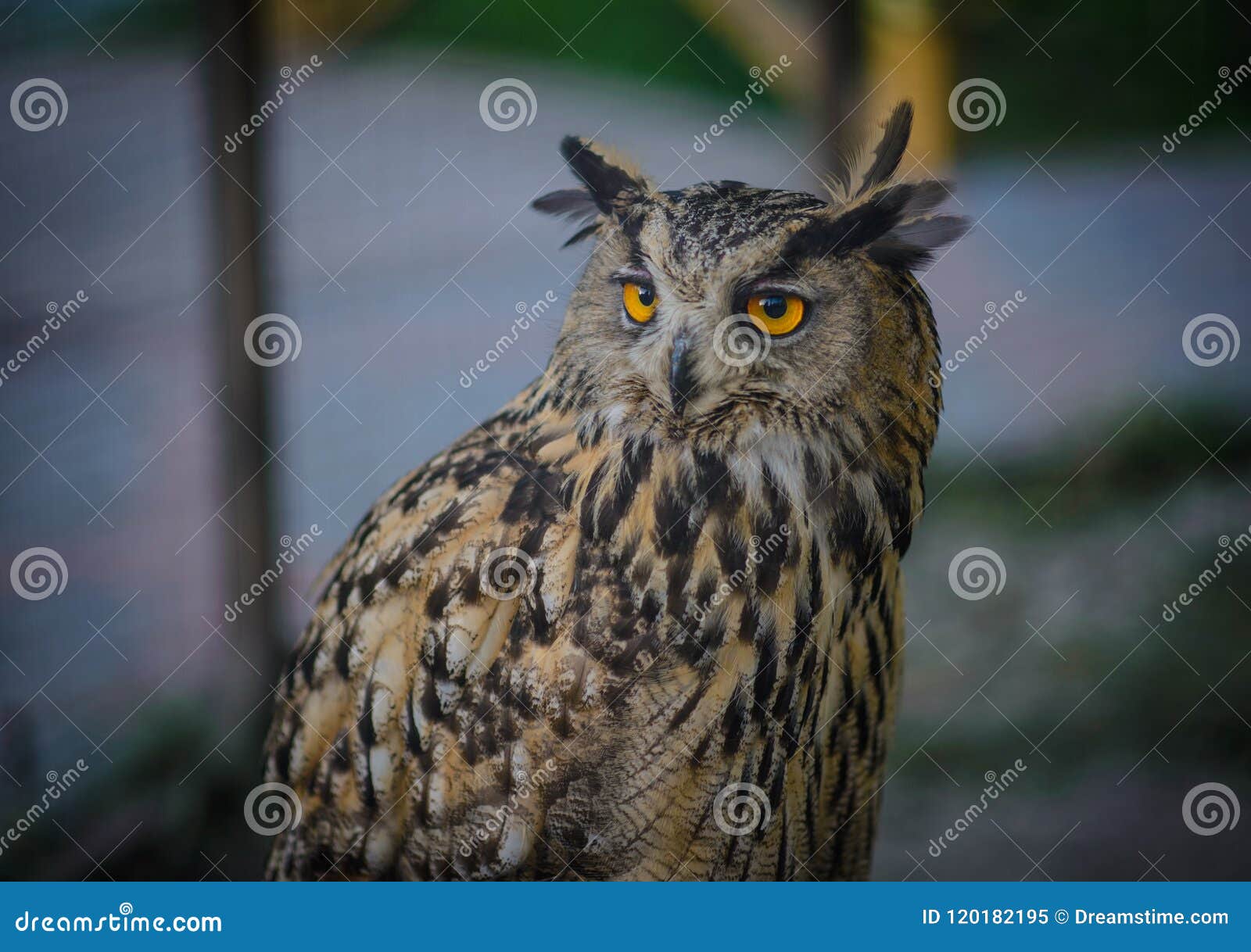 Owl nice bird stock image. Image of broun, bird, wildnature - 120182195