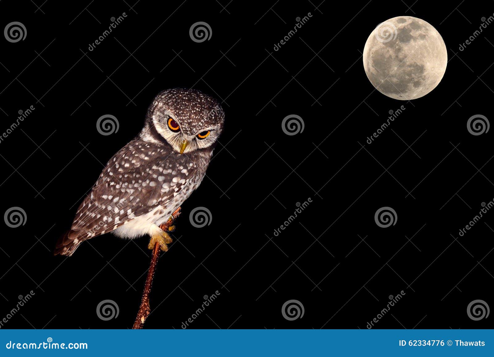 Owl night bird stock photo. Image of evil, blue, antique - 62334776