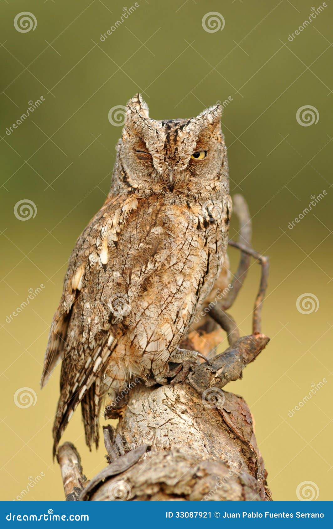 Owl Observer on the Tree Trunk Stock Image - Image of wings, eagles ...