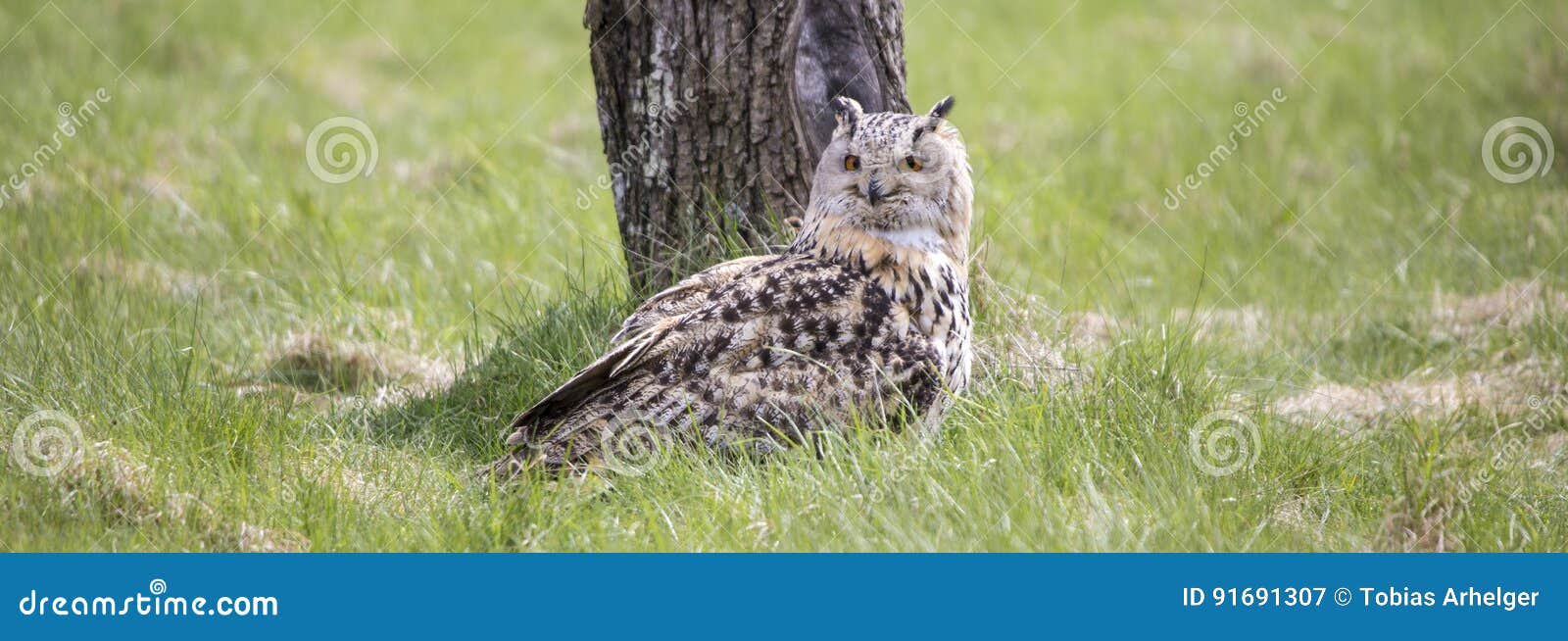 An owl outside stock image. Image of face, feather, intense - 91691307