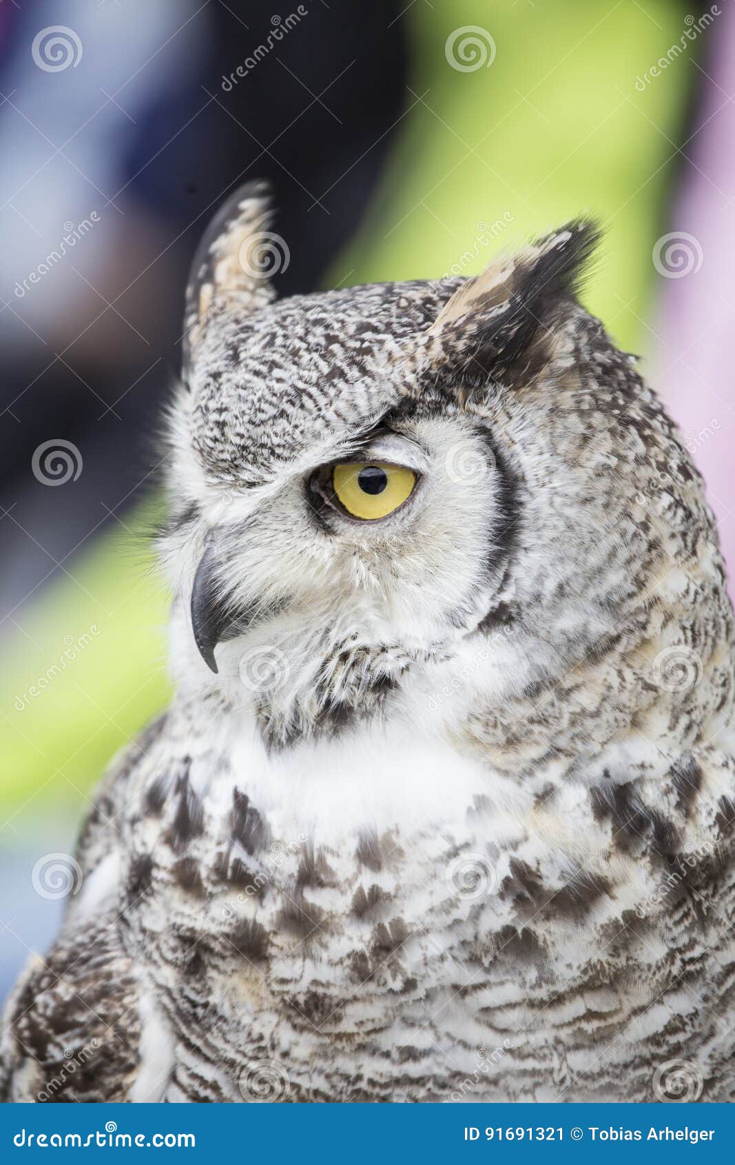 An owl outside stock image. Image of closeup, intense - 91691321