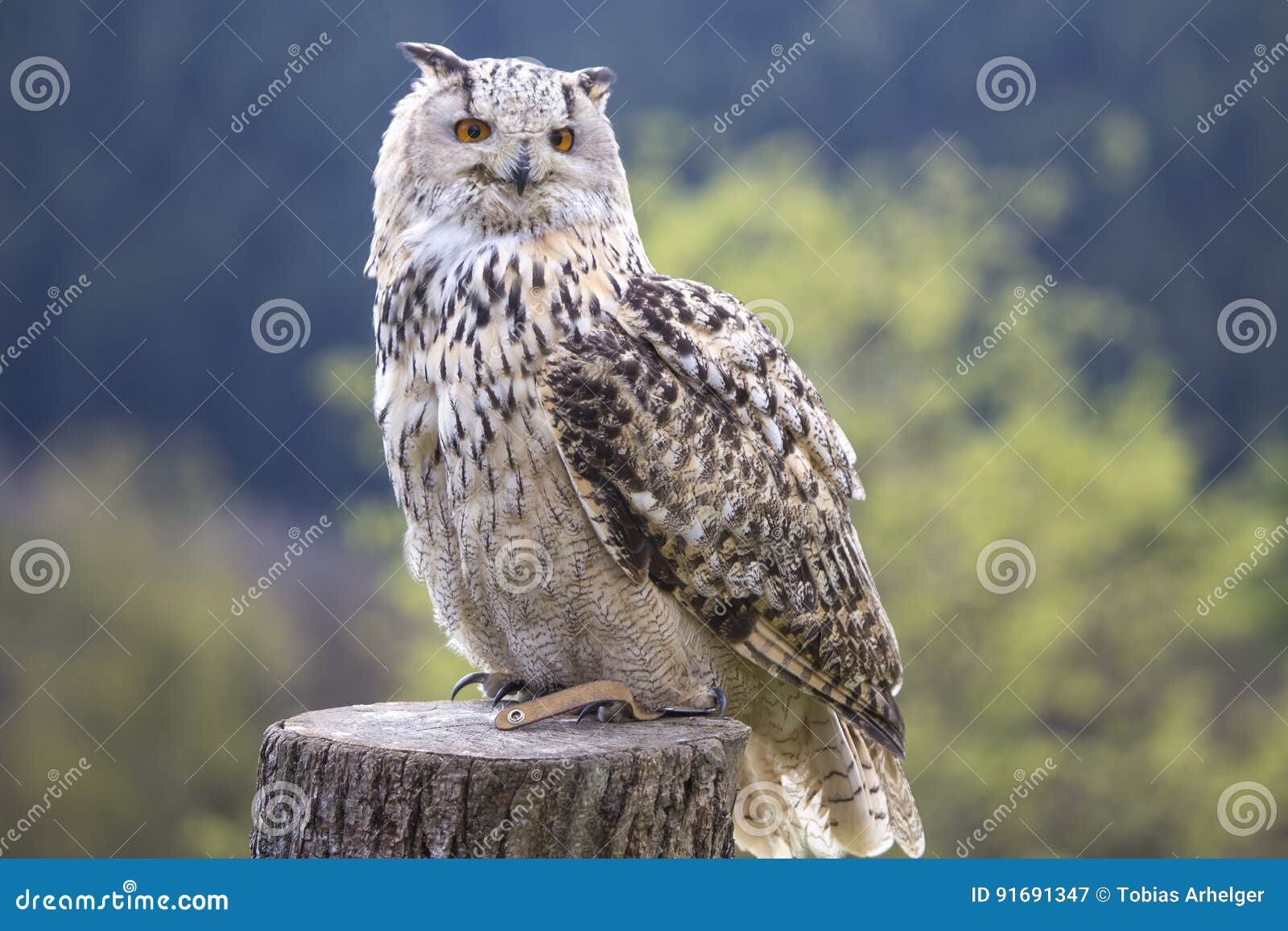 An owl outside stock image. Image of intense, cute, stare - 91691347