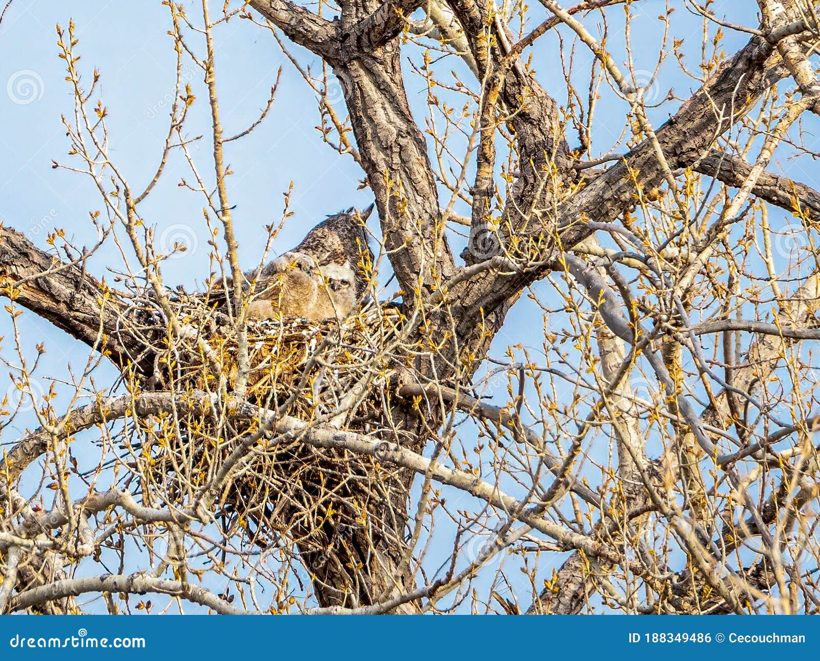 Owl and Owlets in Nest stock photo. Image of camouflage - 188349486