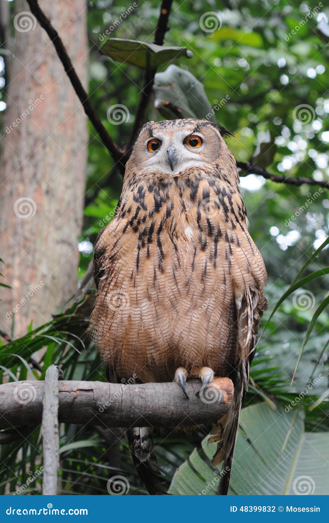 Owl Stance Stock Photos - Free & Royalty-Free Stock Photos from Dreamstime
