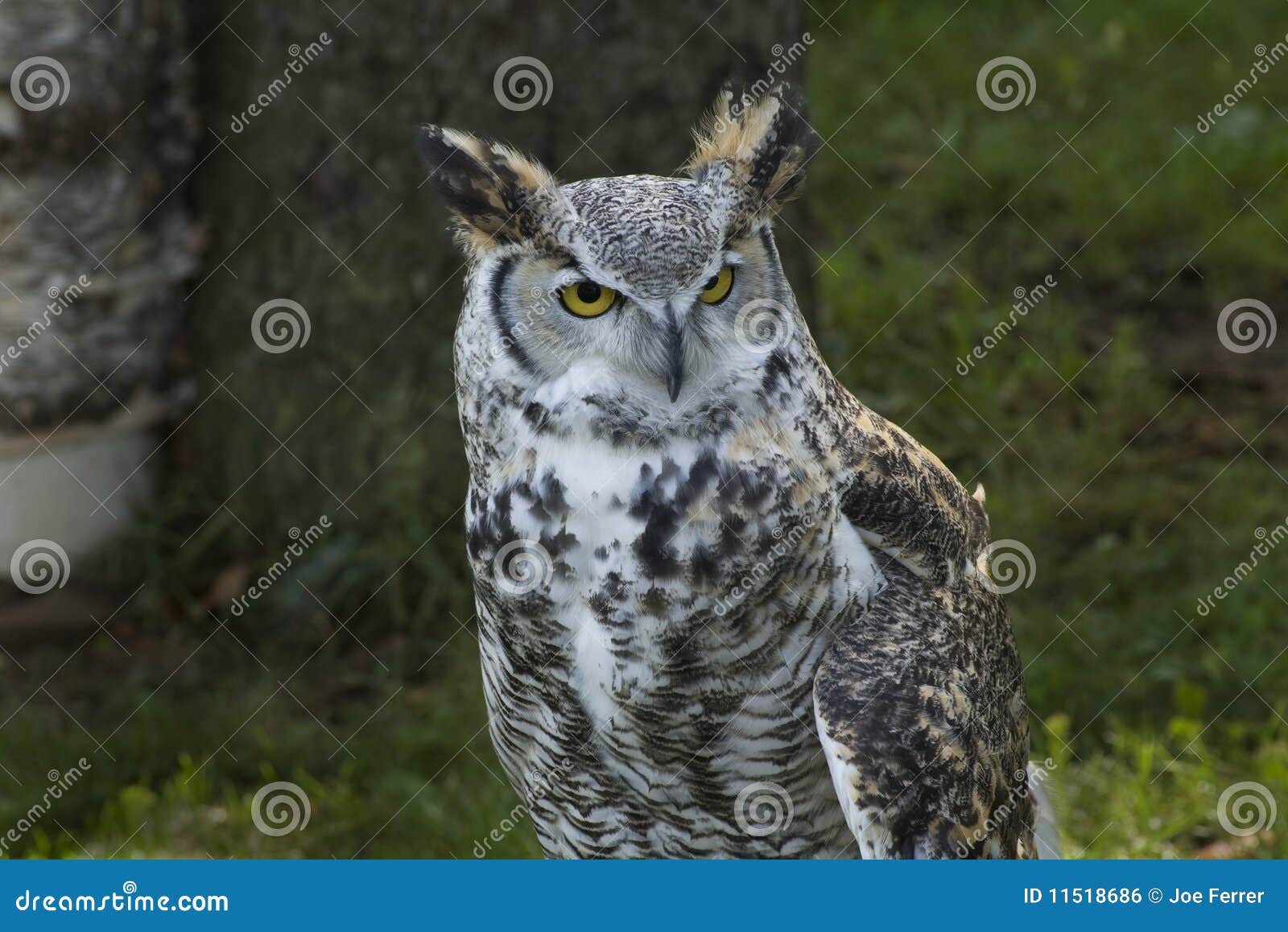 Owl Perch stock photo. Image of beak, vertebrate, ears - 11518686