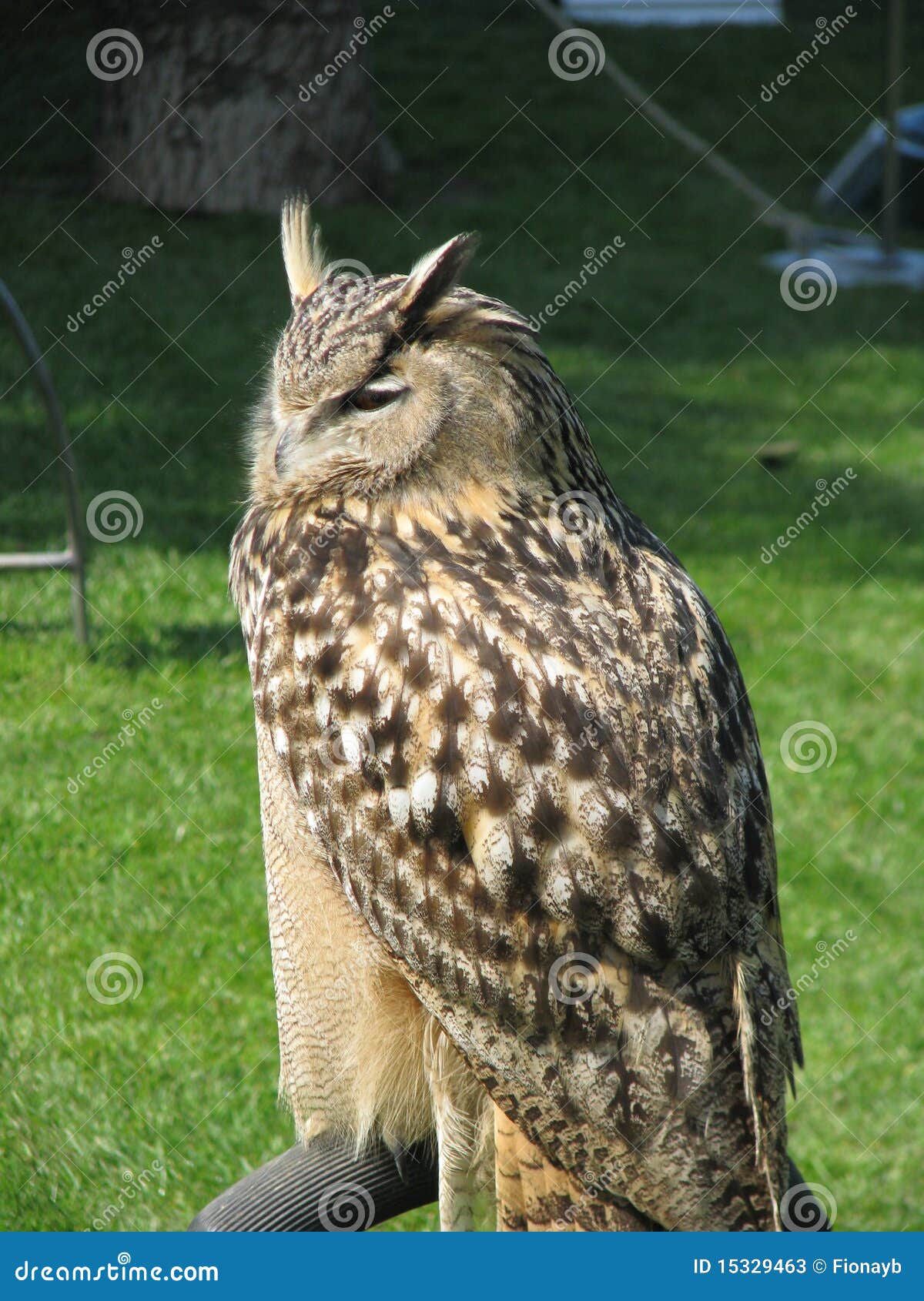 Owl on perch stock image. Image of bird, watch, prey - 15329463