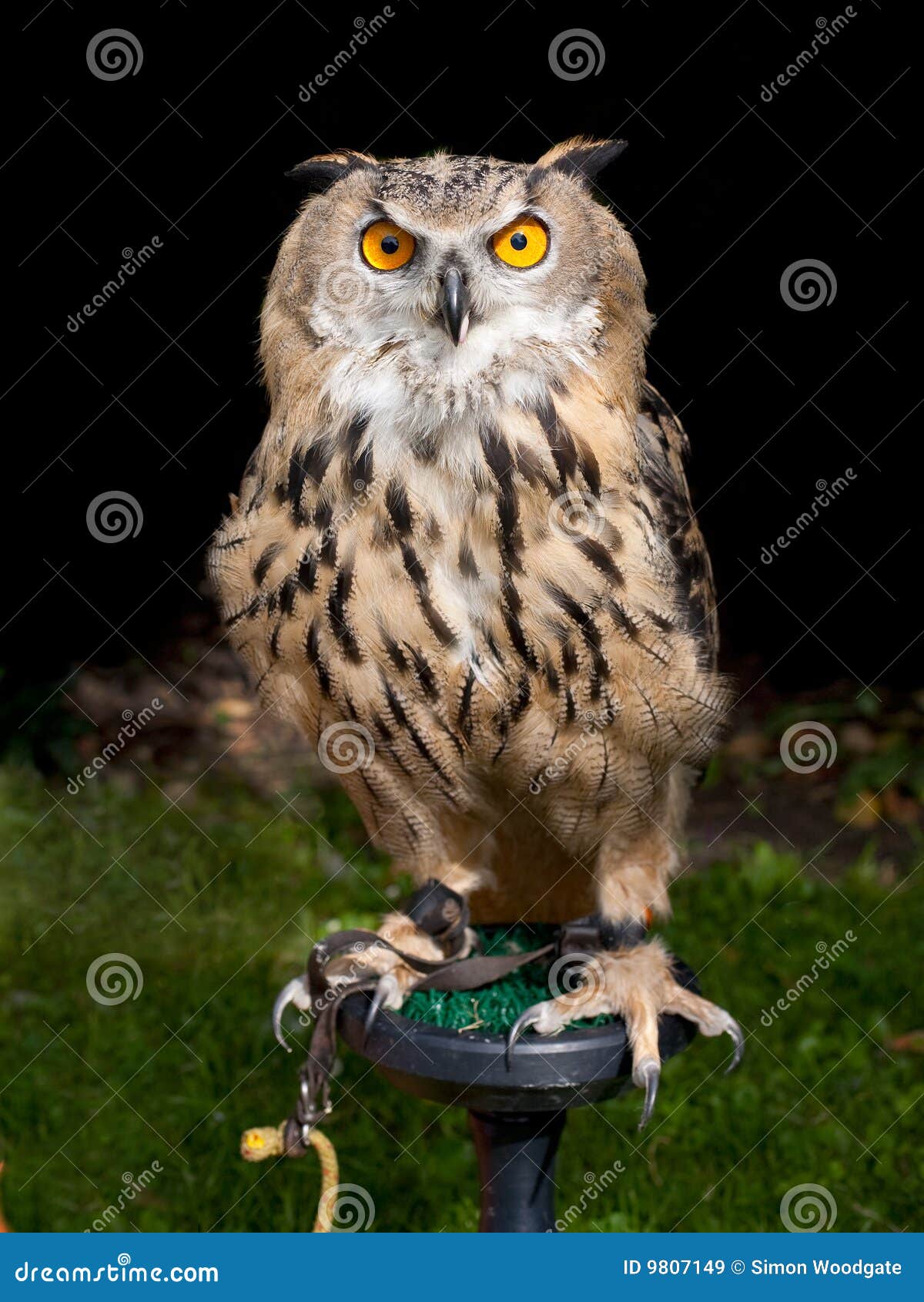 Owl on perch stock image. Image of clever, captive, prey - 9807149