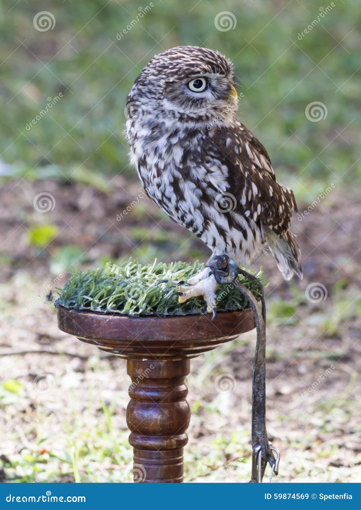 Owl on perch stock image. Image of raptor, garden, animal - 59874569