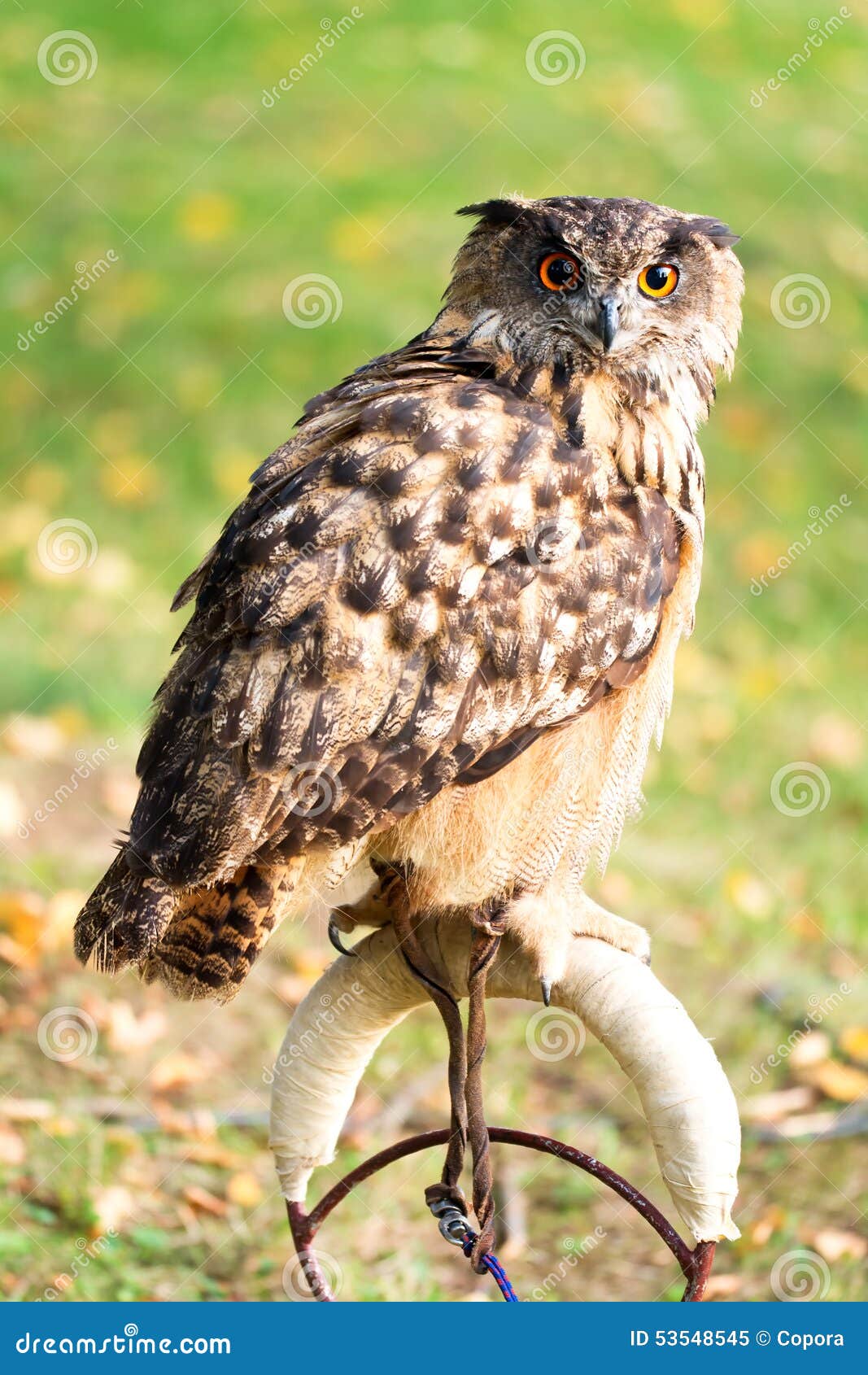 Owl on a perch stock image. Image of eared, predator - 53548545