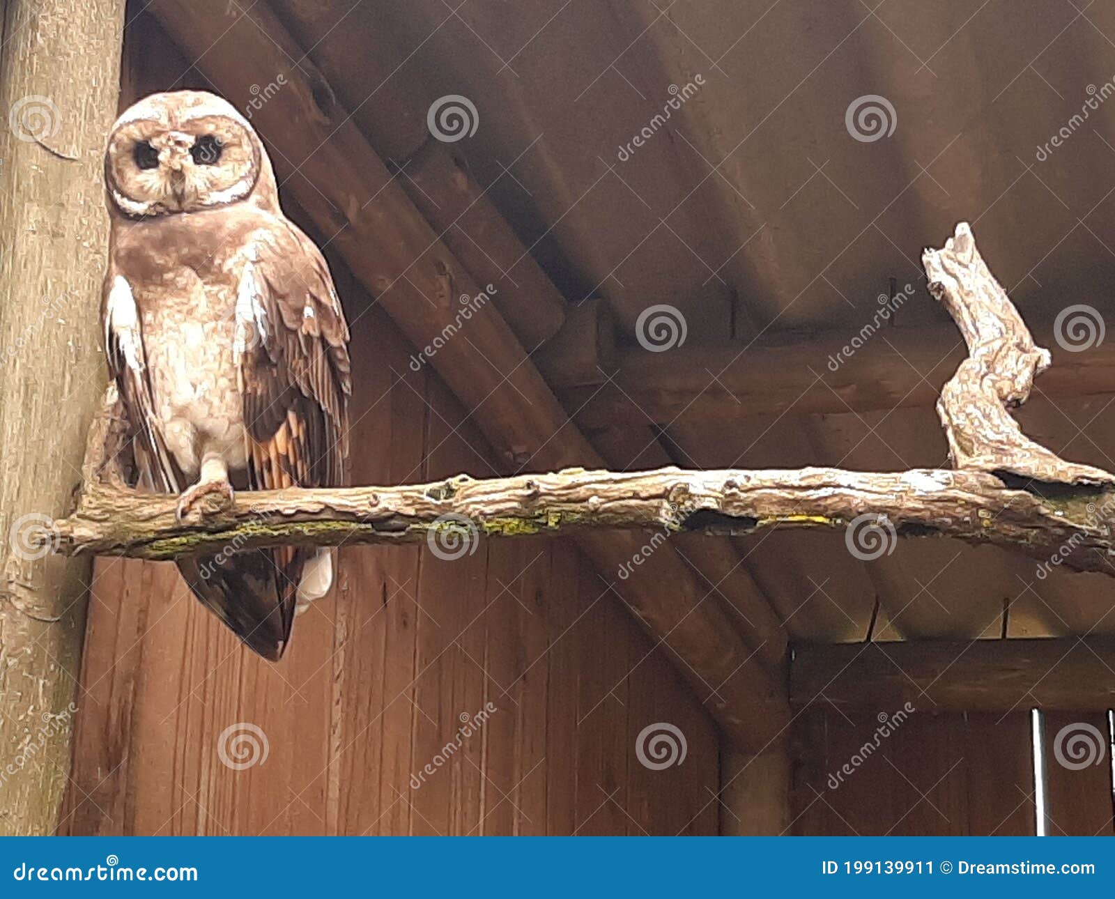 An owl on a perch stock image. Image of animal, branch - 199139911
