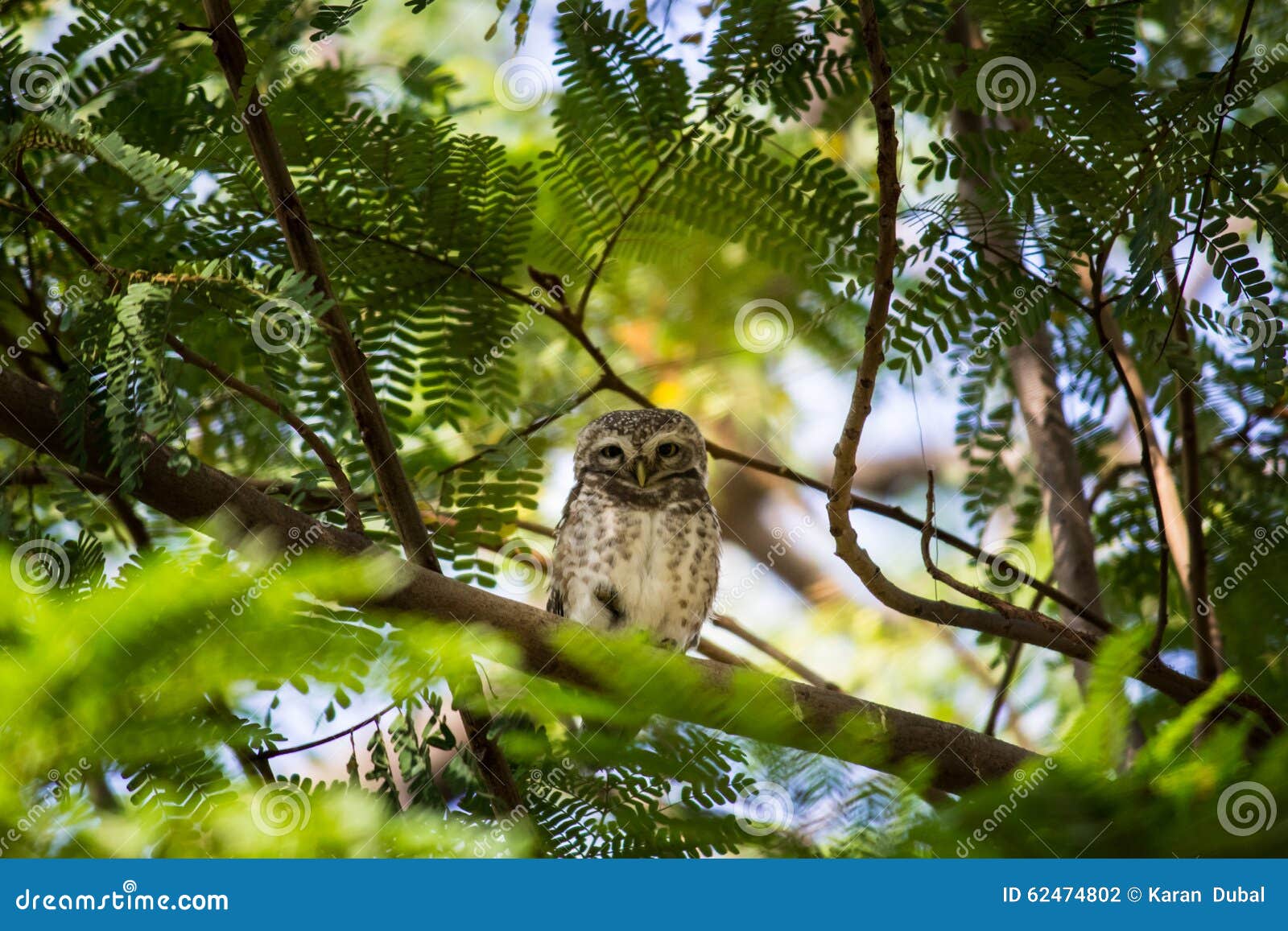 Owl perched on a branch stock photo. Image of feathers - 62474802