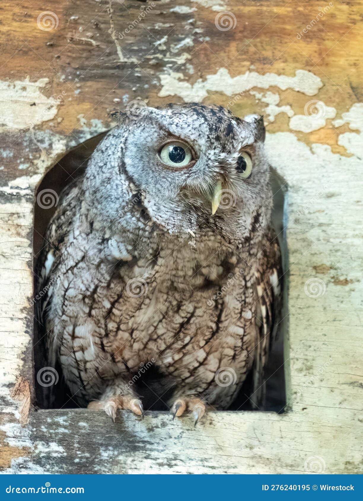 Owl Perched Inside a Tree Hollow Stock Image - Image of outdoors, wood ...