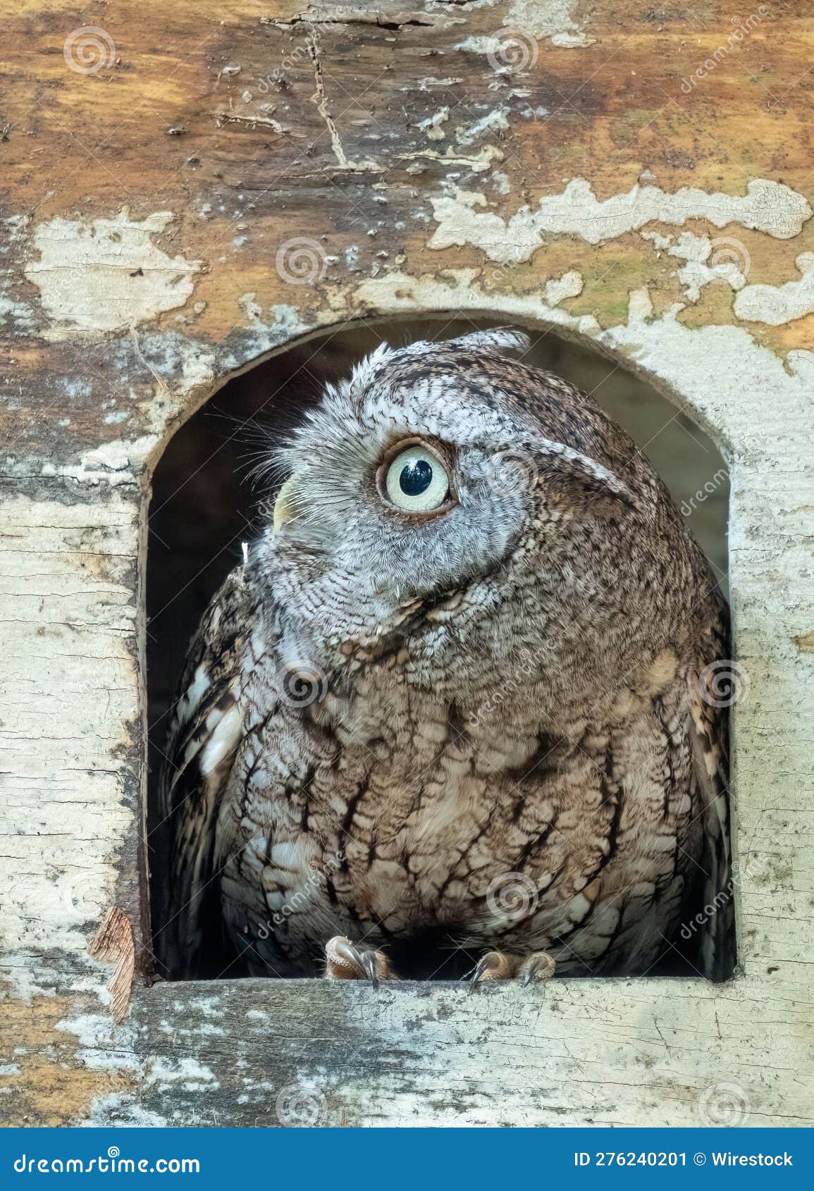 Owl Perched Inside a Tree Hollow Stock Image - Image of greenery ...